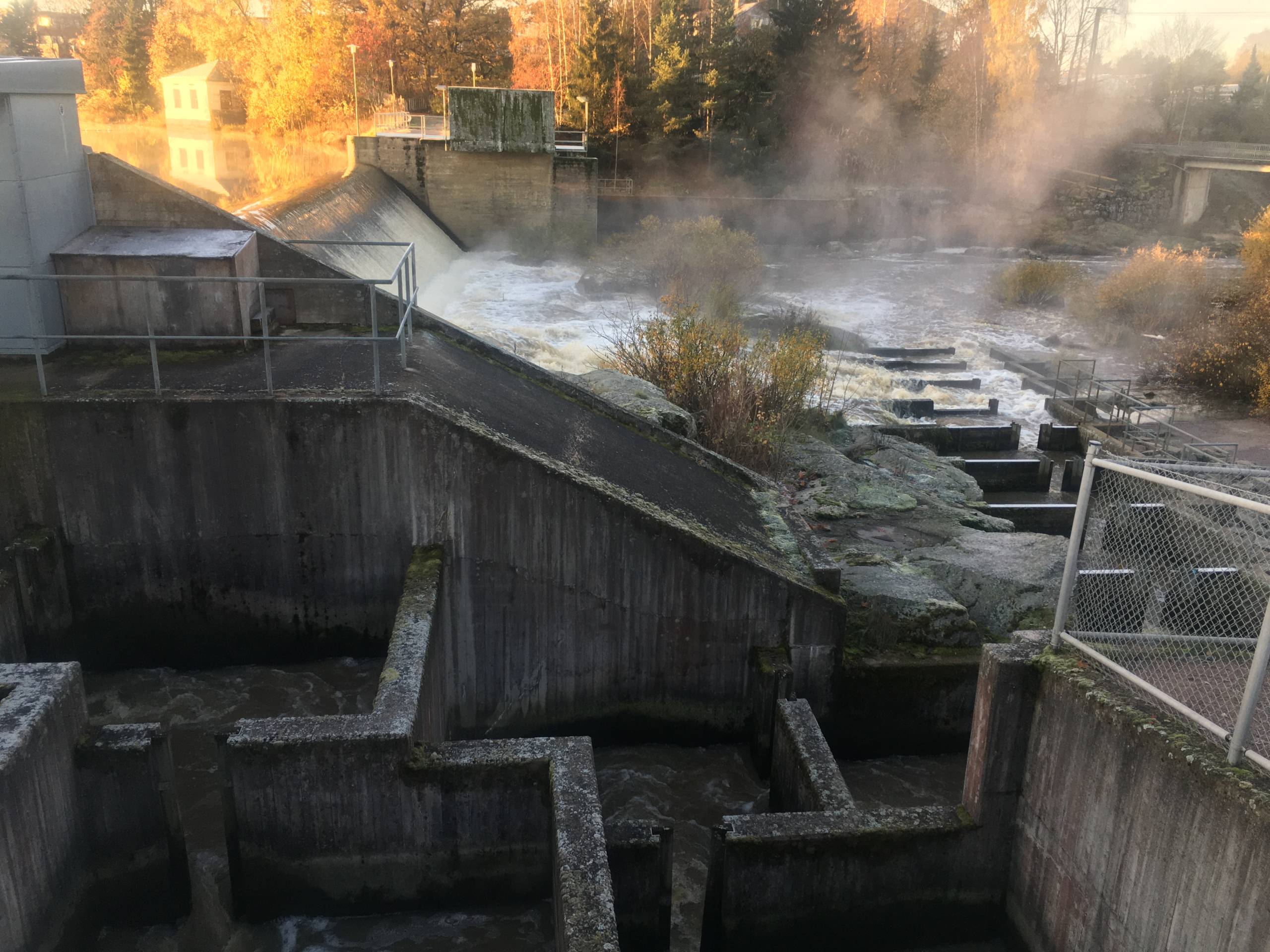 Aurajoen kaloja - Aurajoki