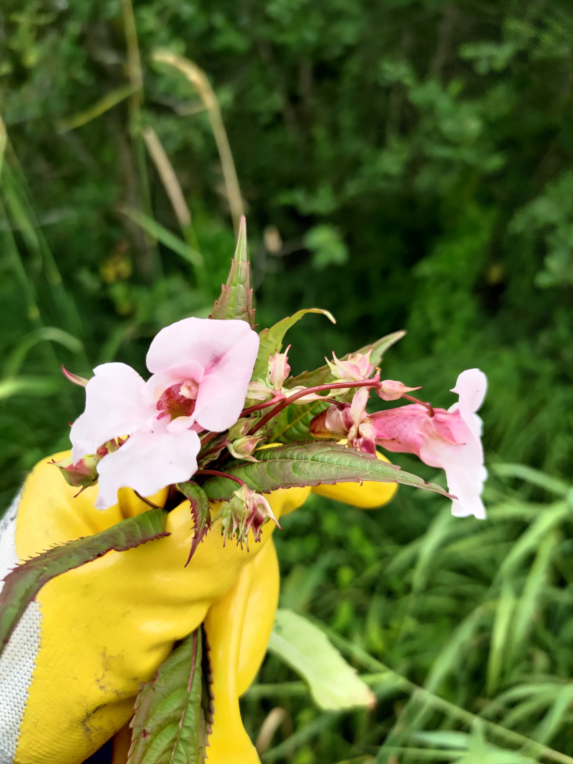 Invasive Species VEX Project - Aurajoki